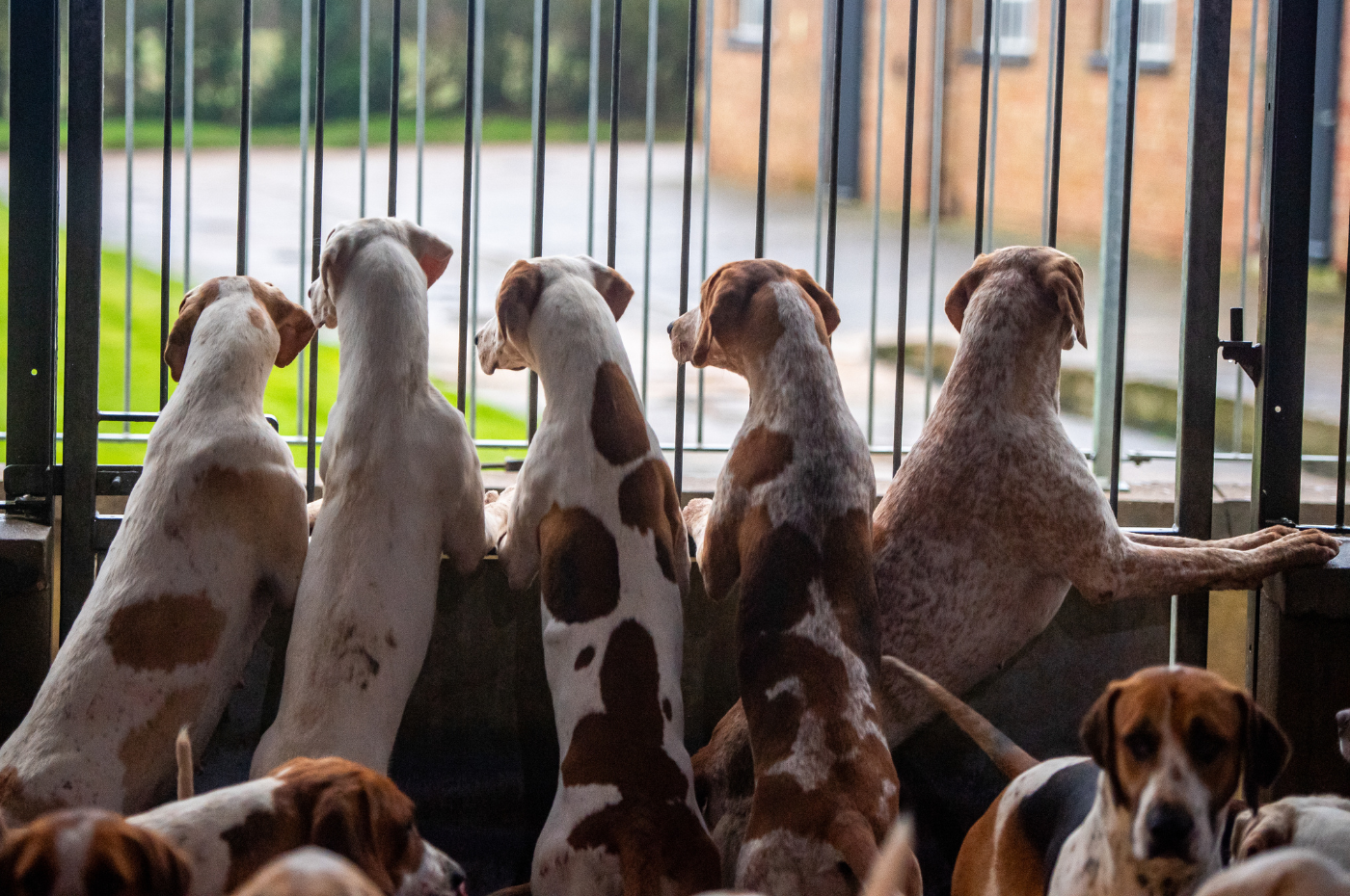 Tim Bonner: Trail hunting ban imminent?